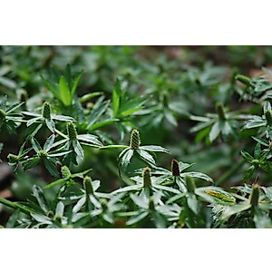 Recao, Culantro, Cilantro ancho, Mexican Coriander (Eryngium foetidum) 200++ Qty Seeds Pack