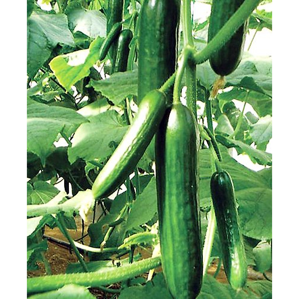 Grown in USA! 30+ Muncher Burpless Sweet Cucumber Seeds, Heirloom Non-GMO, Non-Bitter and Acid Free, Crispy and Sweet, Fragrant and Delicious, Cucumis sativus