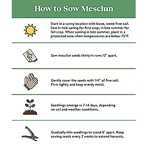 Burpee Sweet Salad Mix Mesclun Seeds 750 seeds