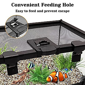 Hamiledyi Mini Reptile Glass Terrarium Tank,8"x8"x6" Hermit Crab Breeding Box Transparent Jumping Spider Enclosure Small Amphibians Habitat Cage for Baby Snake Gecko Lizard Tarantula