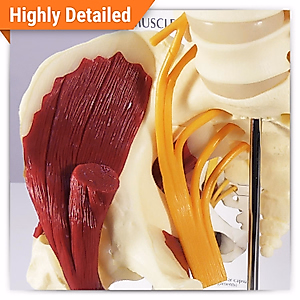 Hip Joint w/Sciatic Nerve Model | Human Body Anatomy Replica of Normal Muscled Hip Joint w/Sciatic Nerve for Doctors Office Educational Tool | GPI Anatomicals