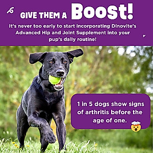 Dinovite BeneBoost Hip & Joint Liquid Food Topper for Dogs - Glucosamine Supplement - Joint Mobility Meal Topper - 16 oz