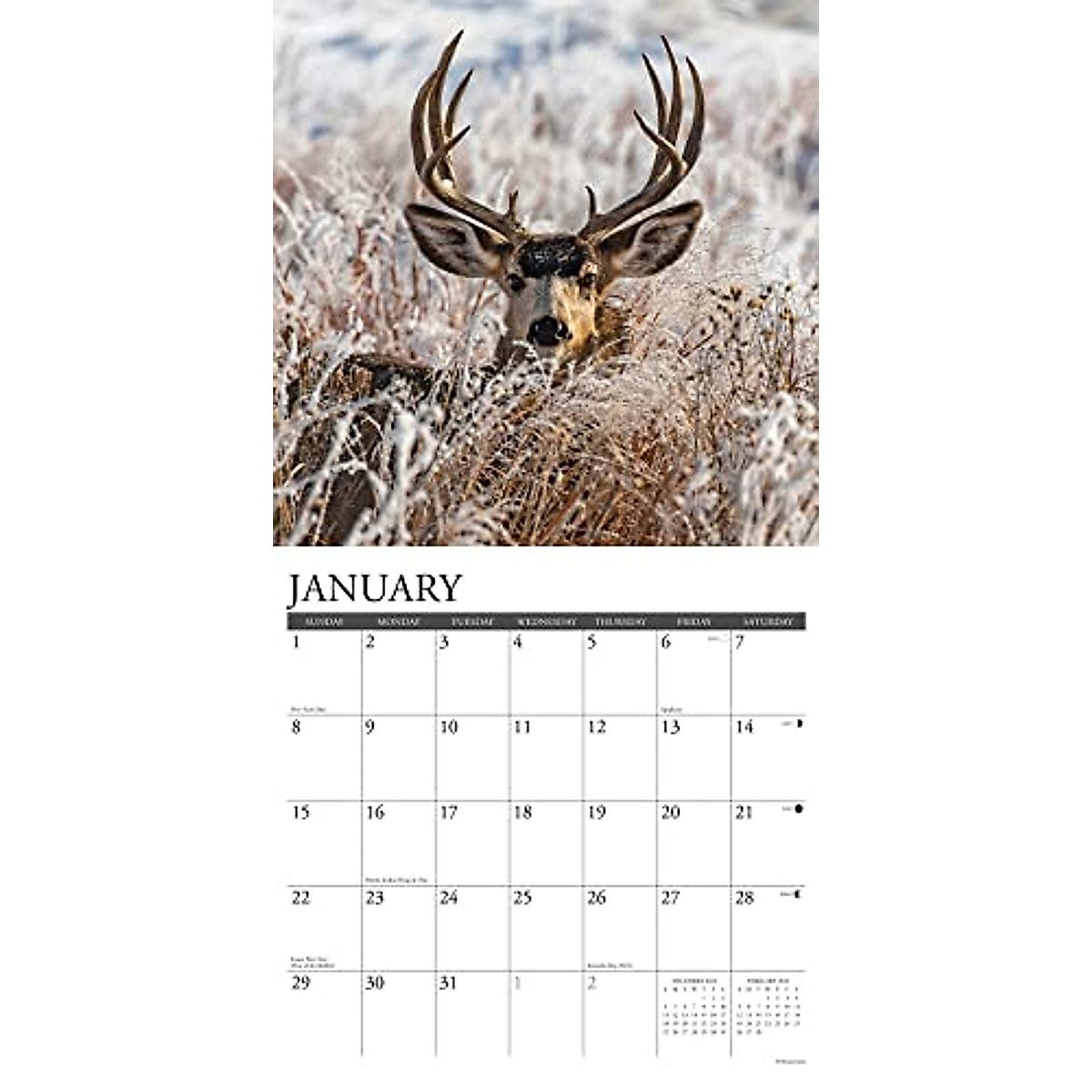 Mule Deer 2023 Wall Calendar