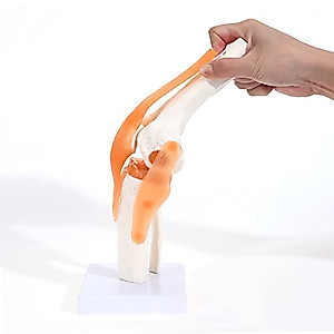 ASINTOD Anatomical Medical Knee Joint with Ligaments Model, Human 1:1 Life Size, for Science Classroom Study, Display Teaching