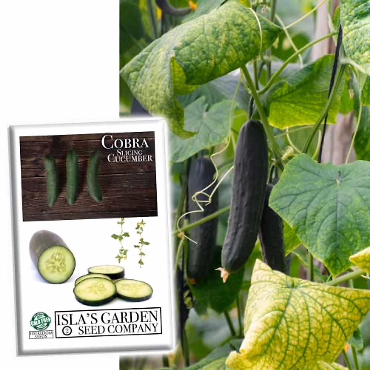 "Cobra" Cucumber Seeds for Planting, 25+ Seeds Per Packet, (Isla's Garden Seeds), Non GMO Seeds, Botanical Name: Cucumis sativus, Great Home Garden Gift