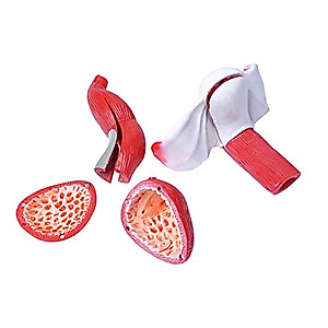 Wadoy Pelvic Floor Model, Female Pelvis Model, Pelvic Floor Muscle Anatomical Model with Removable Organs for Medical Teaching Students Study Science Education