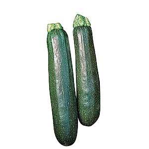 Burpee Sure Thing Zucchini Summer Squash Seeds 25 seeds
