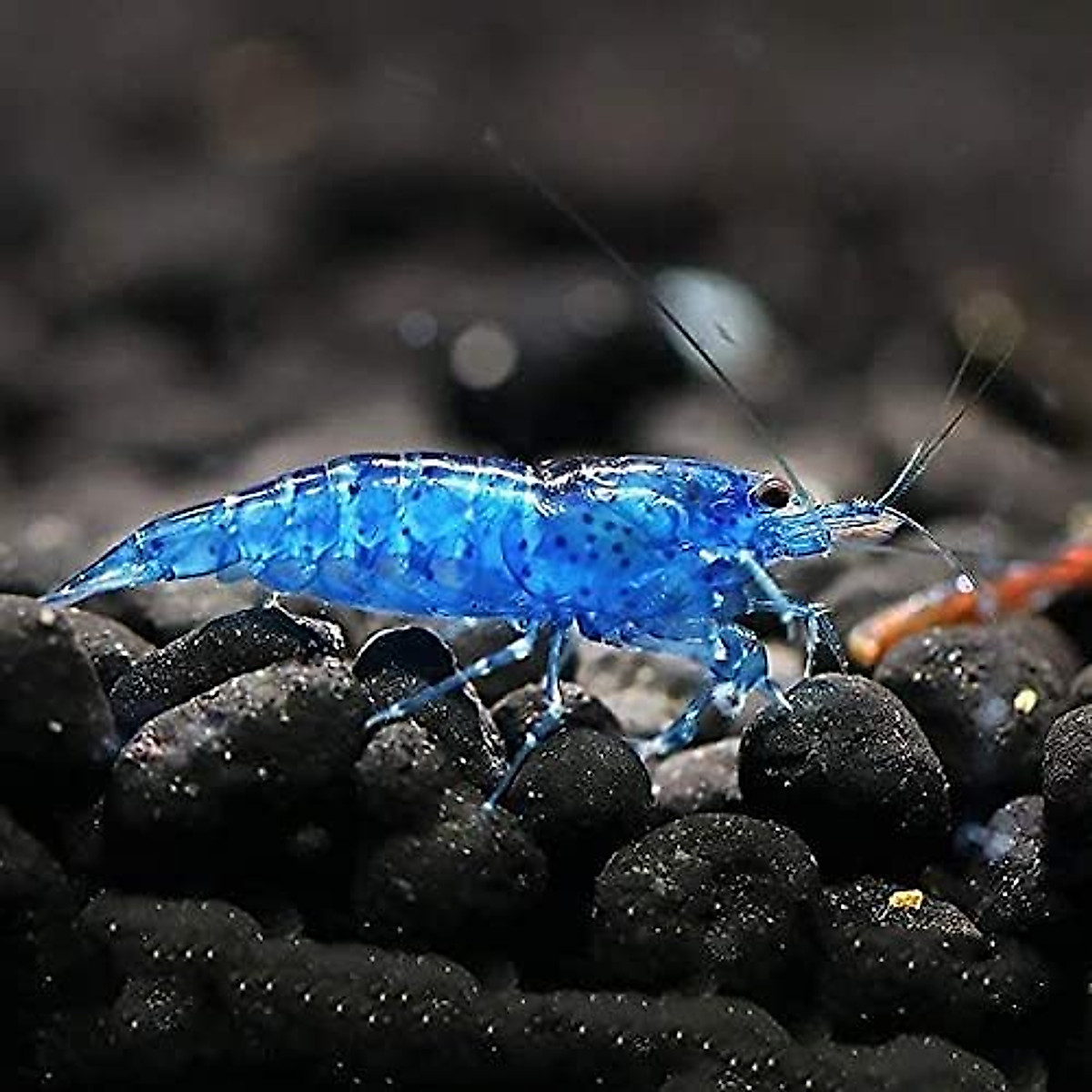 ShrimpRack 8 Blue Dream Neocaridina Freshwater Aquarium Shrimps 1/4 to 1/2 inch Long Live Arrival, 8 Count (Pack of 1)