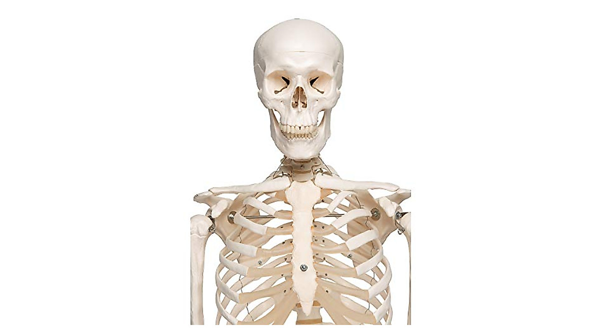 3B Scientific A10 Stan Skeleton with Stand | Human Anatomy Model