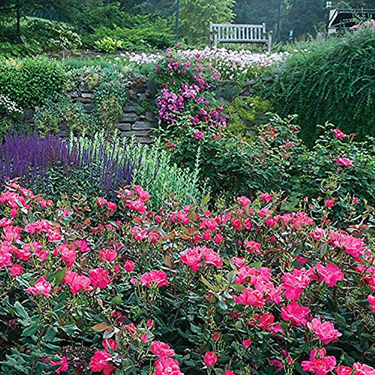 Root 98 Warehouse Knockout Double Red Rose, 1g