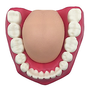 Dental Teeth Care Model with Toothbrush,32 Teeth,Kouber Human Anatomical Model,4"x 5" x 7"