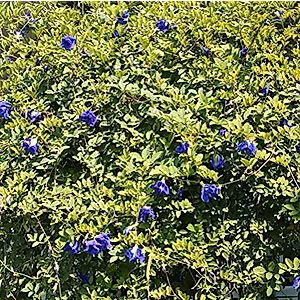 CHUXAY GARDEN 10 Seeds Blue Clitoria Ternatea,Asian Pigeonwings,Bluebellvine,Blue Pea,Butterfly Pea,Cordofan Pea,Darwin Pea Fabaceae Rare Blue Flowers Atract Butterflies Great for Garden