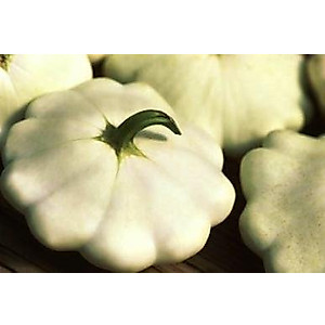David's Garden Seeds Squash Summer Scallop Early White FBA-1195 (White) 25 Non-GMO, Heirloom Seeds