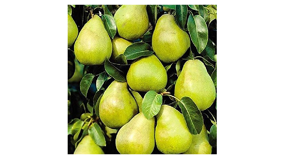 20 Mixed Pear Tree Seeds: Grow Bartlett, Kieffer & More!