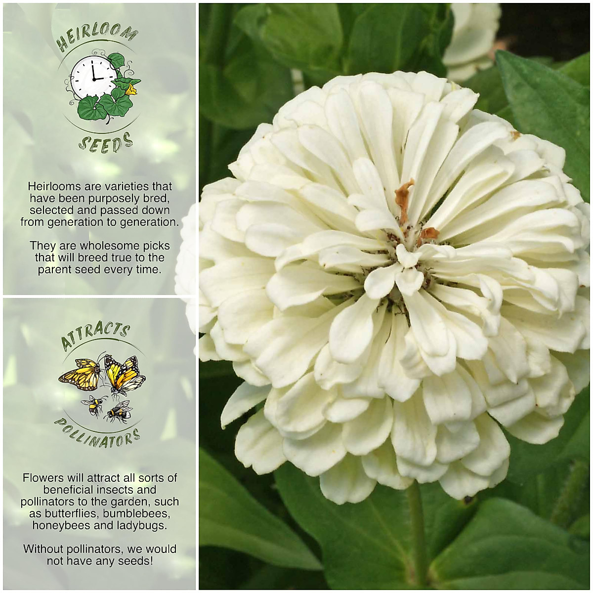 Seed Needs, Polar Bear White Zinnia Seeds - 250 Heirloom Flower Seeds for Planting Zinnia elegans - Attracts bumblebees, Honeybees & Butterflies (1 Pack)