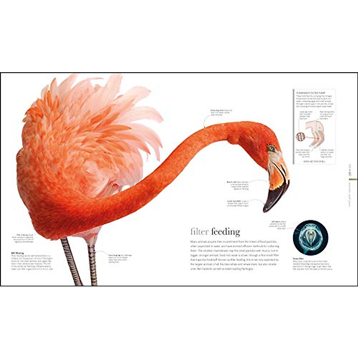 Zoology: Inside the Secret World of Animals (DK Secret World Encyclopedias)