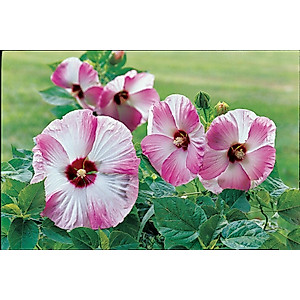 Burpee Pink Swirl Hibiscus Seeds 15 seeds