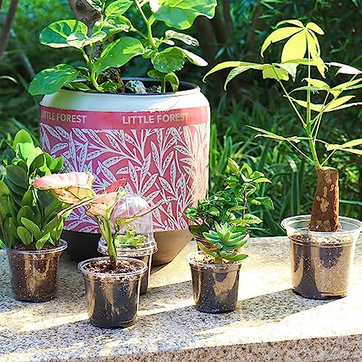 Bonviee 36 Packs 3.5/4/5 Inch Clear Nursery Pots, Transparent Plastic Planter with Drainage Holes, Seed Starting Pot Flower Plant Container -Clear