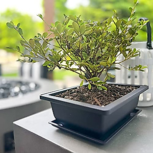 LIXXLY Bonsai Training Pots with Humidity Trays - Can be Used Indoors/Outdoors - Set of 4 Plastic Pots - Complete with Succulent Plant Water Bottle