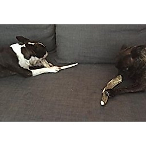 Premium Deer Antler Pieces - Dog Chews - Antlers by The Pound, One Pound - Six Inches or Longer - Medium, Large and XL - Happy Dog Guarantee!