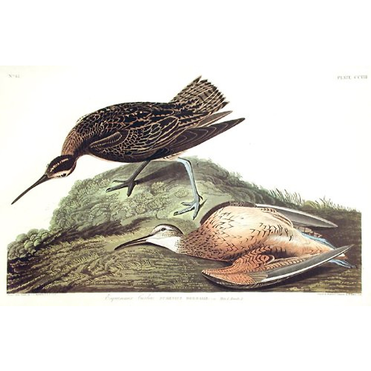 Esquimaux Curlew. From"The Birds of America" (Amsterdam Edition)