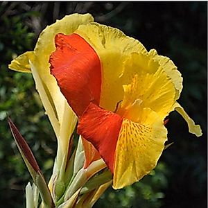 20+ Mixed Canna Lily Flower Seeds Perennial Beautiful Bonsai Plant Home Garden Decor