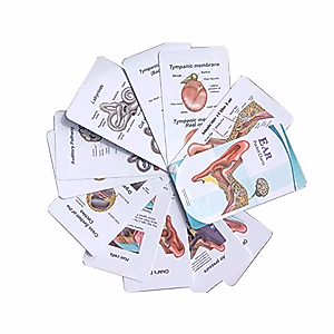 Blue Tree Publishing Ear Anatomy Pocket Charts