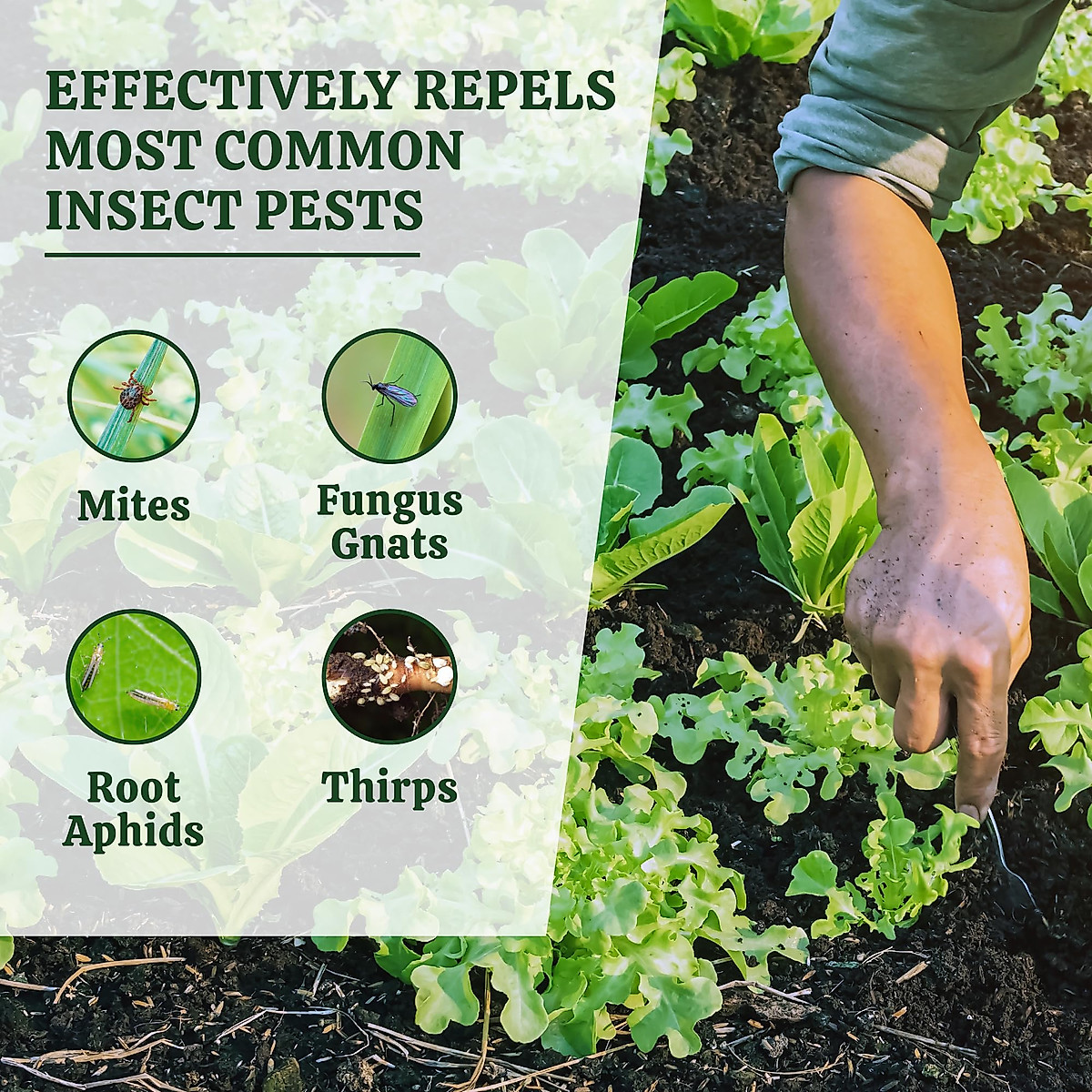 Pride Lands Defense - Organic Pest Control for Indoor & Outdoor Plants/Insect Repellent/Eliminate Mites, Gnats, Thrips, & Aphids/Safe for Pets & Children/Vegetable & Flowering Gardens, 5lb