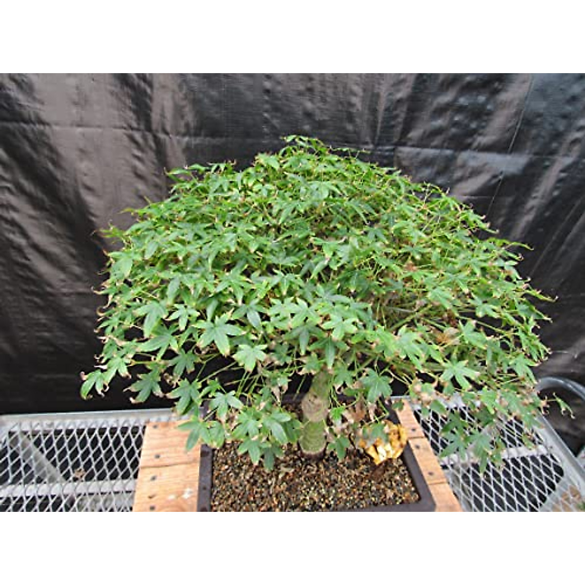 48 Year Old Dwarf Japanese Maple Bonsai Tree