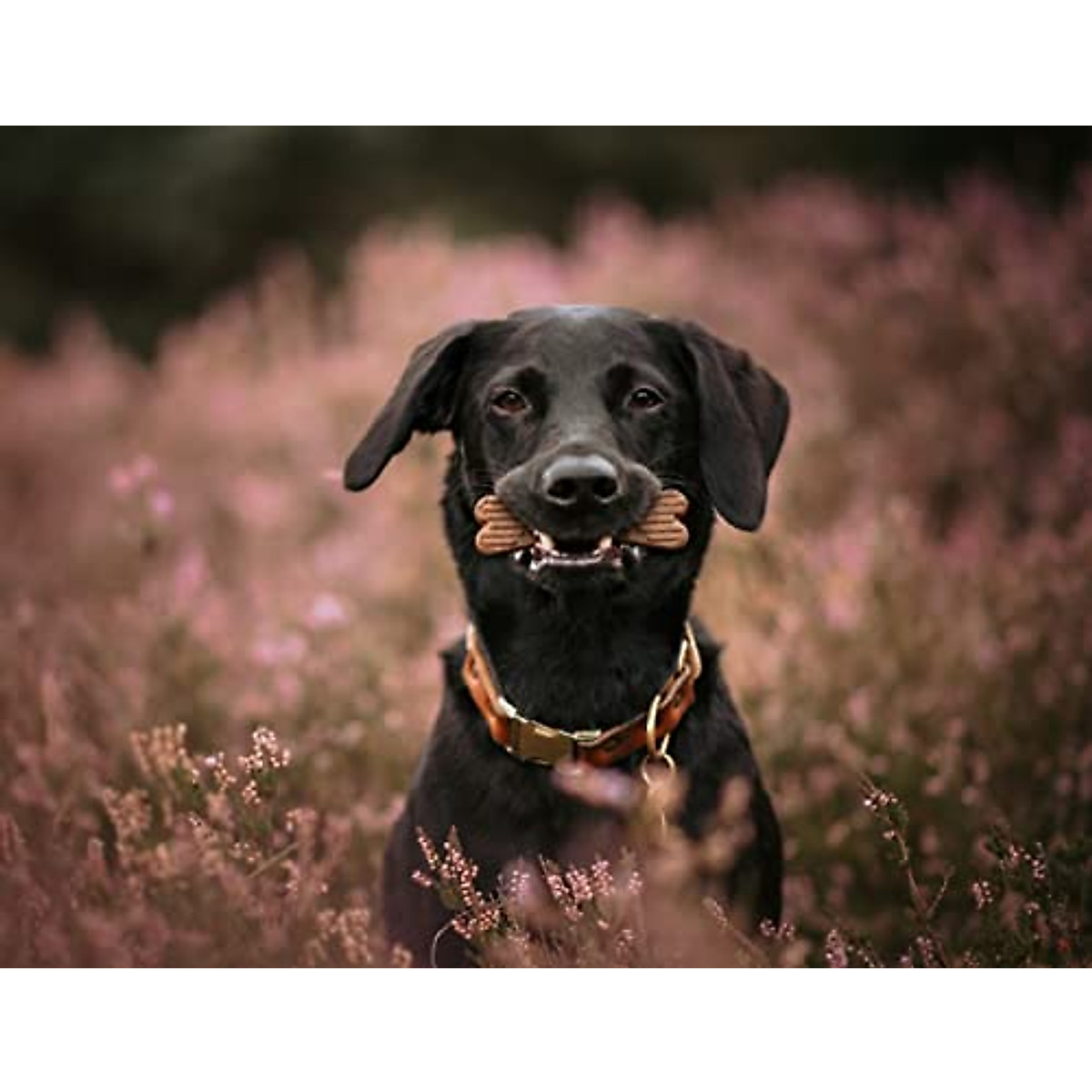 ProDen PlaqueOff Dental Bones Chicken & Pumpkin 17 Ounce