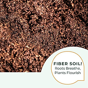 Window Garden Kit Cat Grass for Indoor Cats (3 Pack) - Easy to Grow Kitty Grass Kit, The Purr-FECT Catnip Growing Kit with Planter, Plant Kit Includes Organic Non GMO Wheatgrass Seed and Fiber Soil.