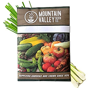 Lemon Grass Seeds for Planting Outdoor - 250 Mg Packet - Non-GMO, Heirloom Culinary Herb Garden Lemongrass Seeds - Cymbopogon citratus