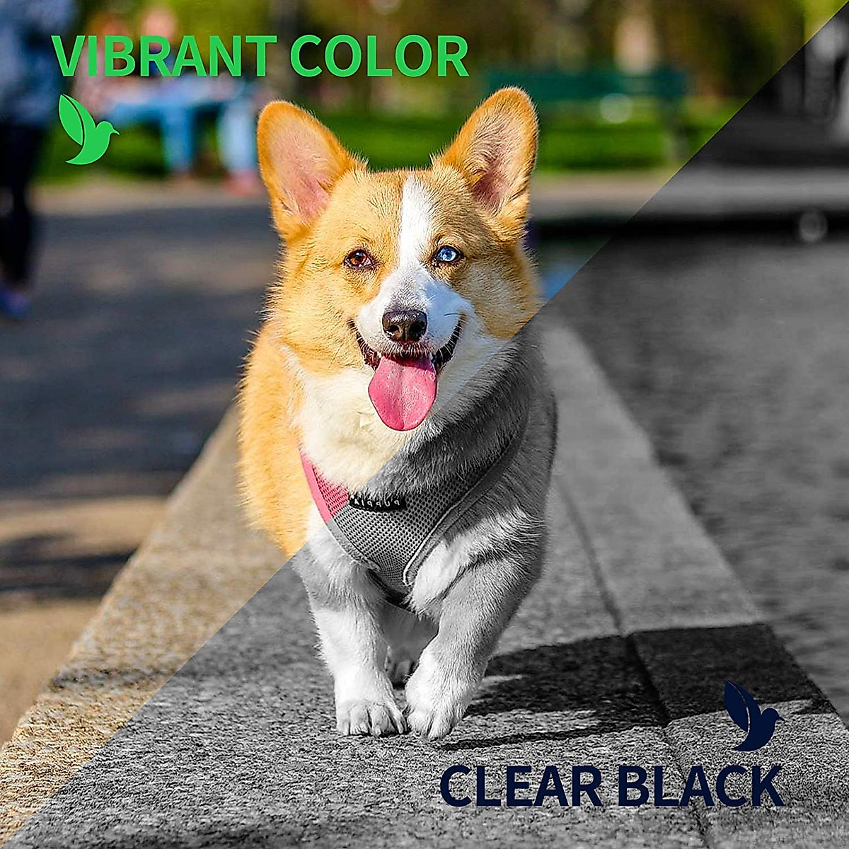 KODAK Photo Paper Gloss 8.5 X 11 SNAPSHOT 50 count, 48lb-180 g/m 2-8.5MIL (41301)