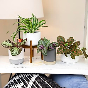 Altman Plants Live Houseplants (6PK), Indoor Plants for Delivery Prime, Live Plants and Gardening Gifts for Plant Lovers, Planters for Indoor Plants with Potting Soil, Live House Plants Indoors Live