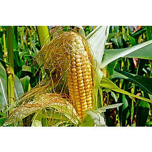 Yerbero - Te Herbal Barbas de Elote 2oz (56gr) Pelos De Elote Herbal Tea (Cornsilk Tea) Stand Up Resealable Bag Crafted By Nature100% All Natural Fresh Tea Tea | Non-GMO |Gluten-free.