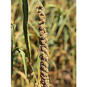 Birds LOVE Economy & Thin Special Spray Millet GMO-Free No Pesticides (No Stems Only Edible Tops) for Birds Cockatiel Lovebird Parakeet Finch Canary All Parrots Healthy Treat-9oz…