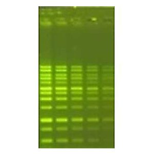 Green Safe DNA Gel Stain (1:10,000), 5x1ml