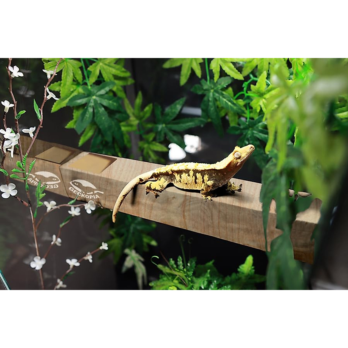 GECKOPIA Reptile Flex Bridge, 2-Pack | Reptile Bridge | Gecko Bridge | Gecko Ledge | Reptile Vine | Reptile Terrarium Decoration | Reptile Branch Alternative (Brown)