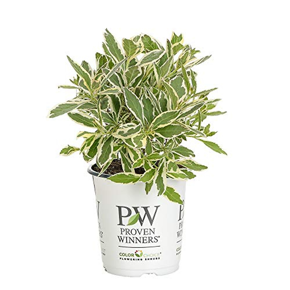 4.5 in. Quart My Monet Purple Effect (Weigela) Live Plant, Purple Flowers
