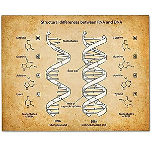 RNA & DNA - 11x14 Unframed Art Print - Makes a Great Science Room Decor and Gift Under $15 for Biologists and Biology Students
