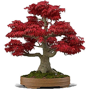 50 Bonsai Tree Seeds, Japanese Red Maple | Highly Prized for Bonsai (ACER palmatum)