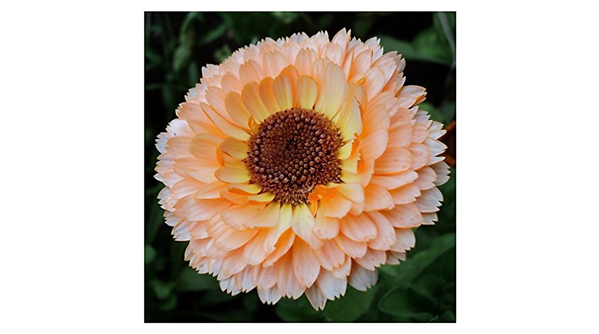 Calendula Pink Surprise Seeds - Non-GMO Wildflowers for Bee & Butterfly ...