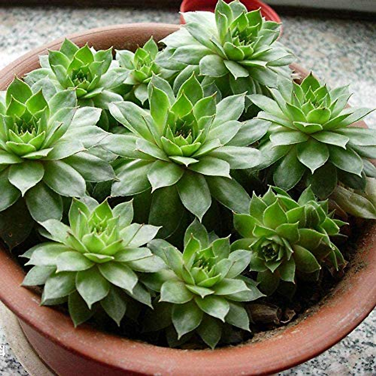 KOqwez33 Seeds Plant for Garden Decoration,300Pcs Mixed Succulent Plant Seeds Ornamental Potted Bonsai Garden Balcony Decor - Mix Succulent Seeds