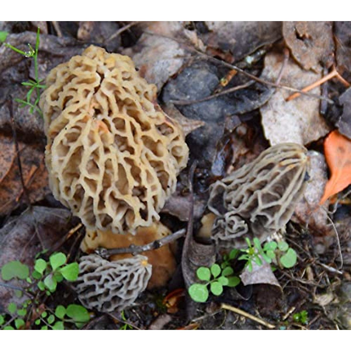 Garden Morel Mushroom Grow Kit - Morel Habitat Kit ® - Grow Morchella Mushrooms