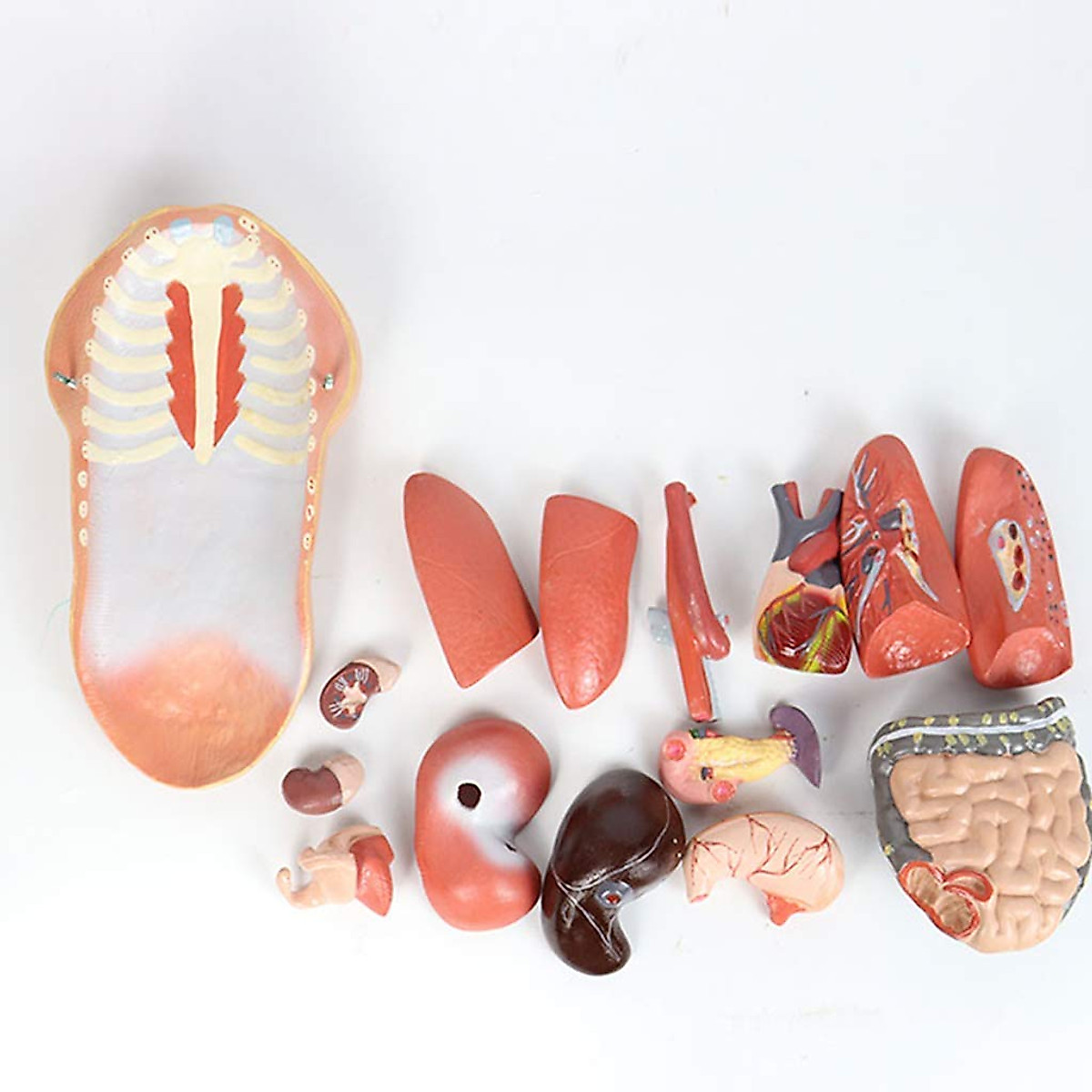 KINOFU Educational Model, Assembly Educational Model 45Cm Torso Model Human Torso Anatomical Model Decomposable Human Internal Organ Science Model for School,Education Teaching Aids