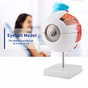 Hilitand 6X Magnification Human Eye Ball Anatomy Model, Anatomical Learning Display Tools