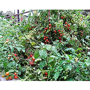 20+ Worlds Smallest Spoon Currant Tomato Seeds, Early, Heirloom Non-GMO, Rare, Early, Vigorous, Sweet, Indeterminate, Open-Pollinated, Delicious, from USA