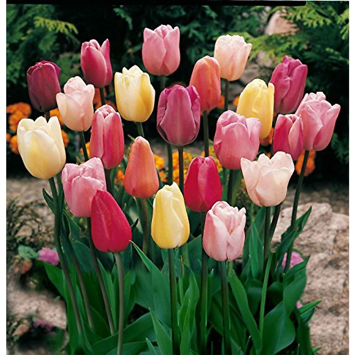Mixed Triumph Tulips (25 Bulbs) - Assorted Colors of Tulip Bulbs by Willard & May
