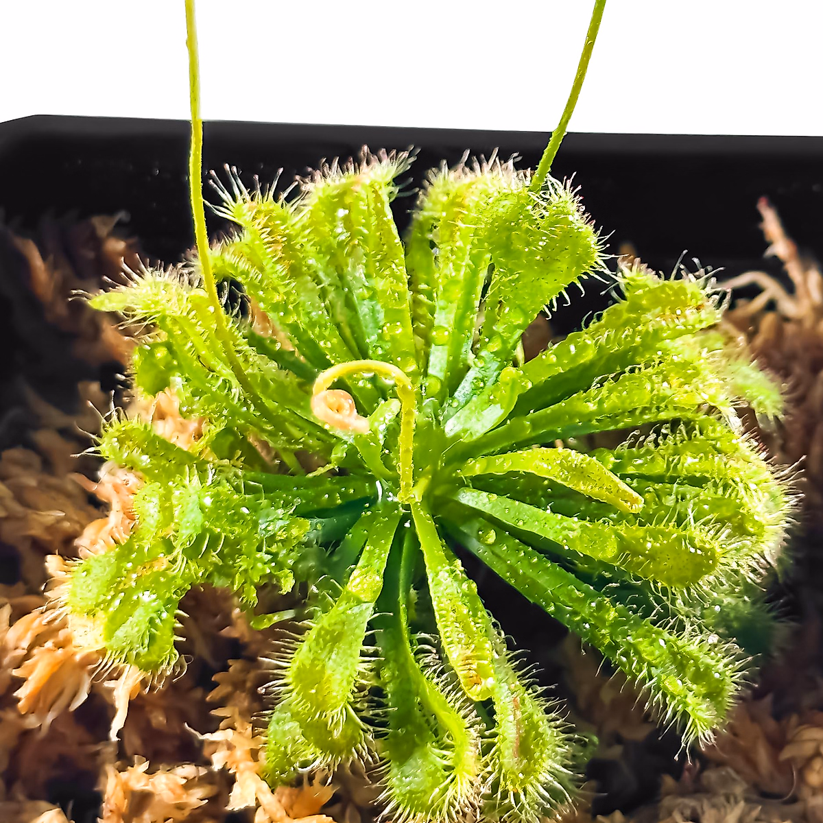 Live Spoon-leaved Sundew Plant. Adult Size, Drosera Spatulata, Carnivorous Plant, 30 Days Guarantee
