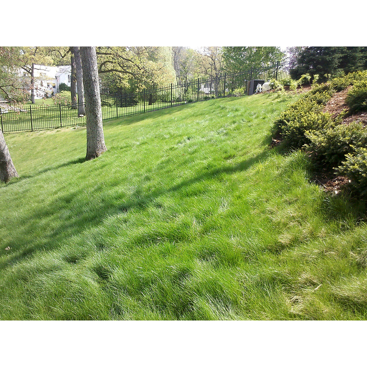 Twin City Seed Co. Eco Seed (Low Grow Fescue), Fine Fescues Grass Mixture, 5 lb Bag